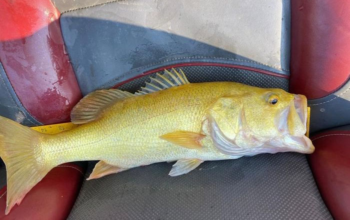 Phát hiện con cá vược miệng rộng có màu quý hiếm tại Mỹ - Yêu Khoa Học